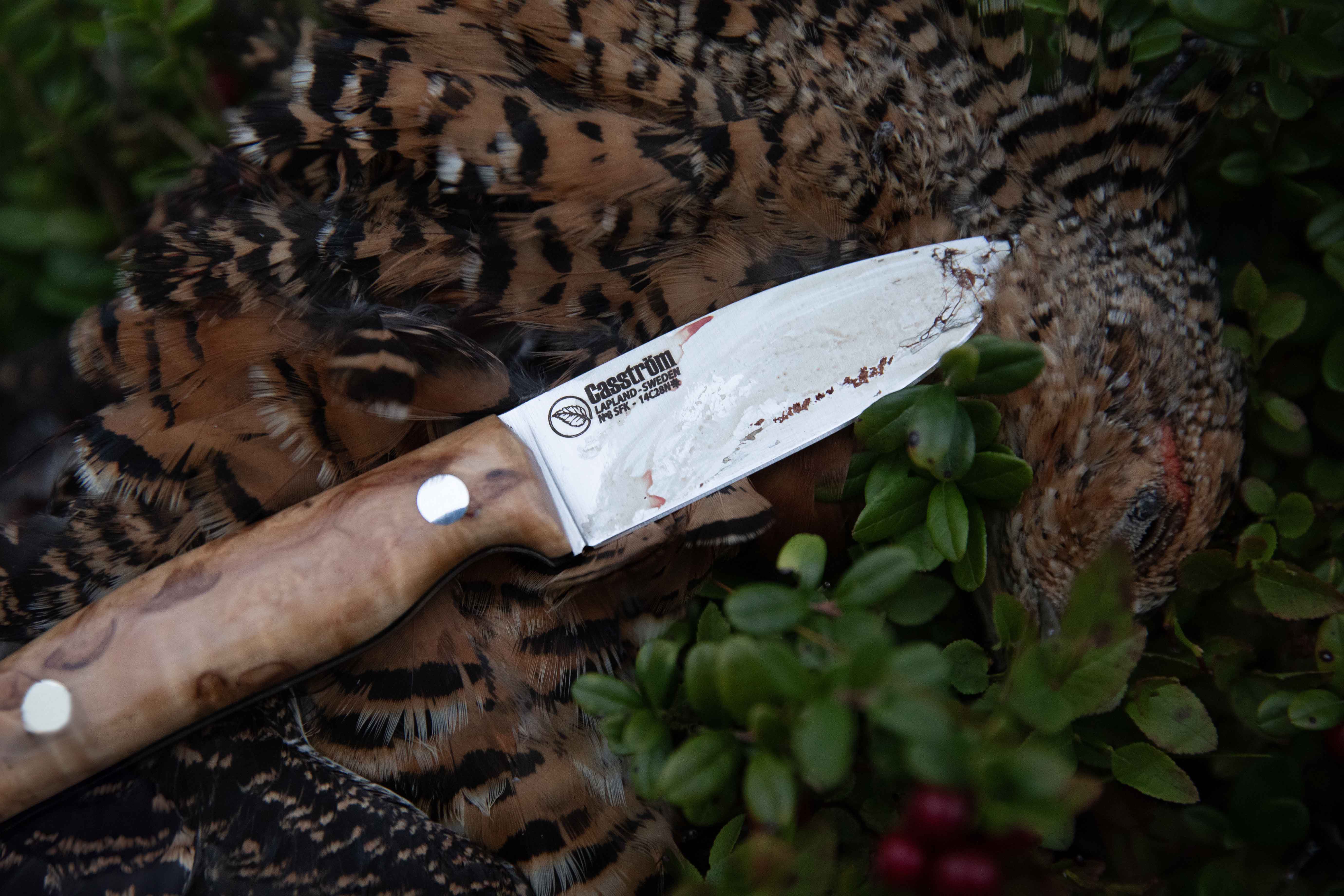 Hunting Knives | Gutting & Meat Processing Tools – Casström